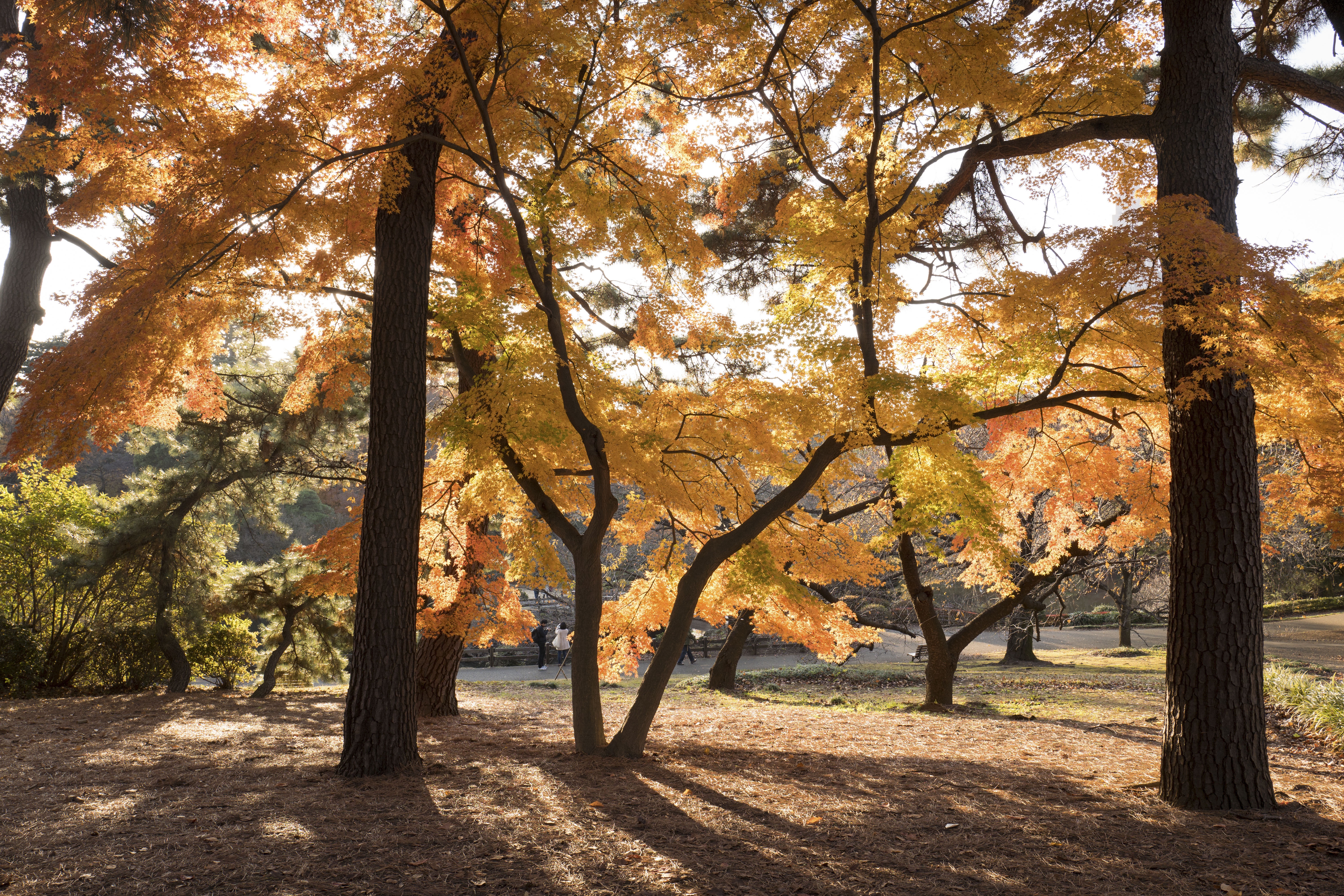 Nature Landscape Trees free image download