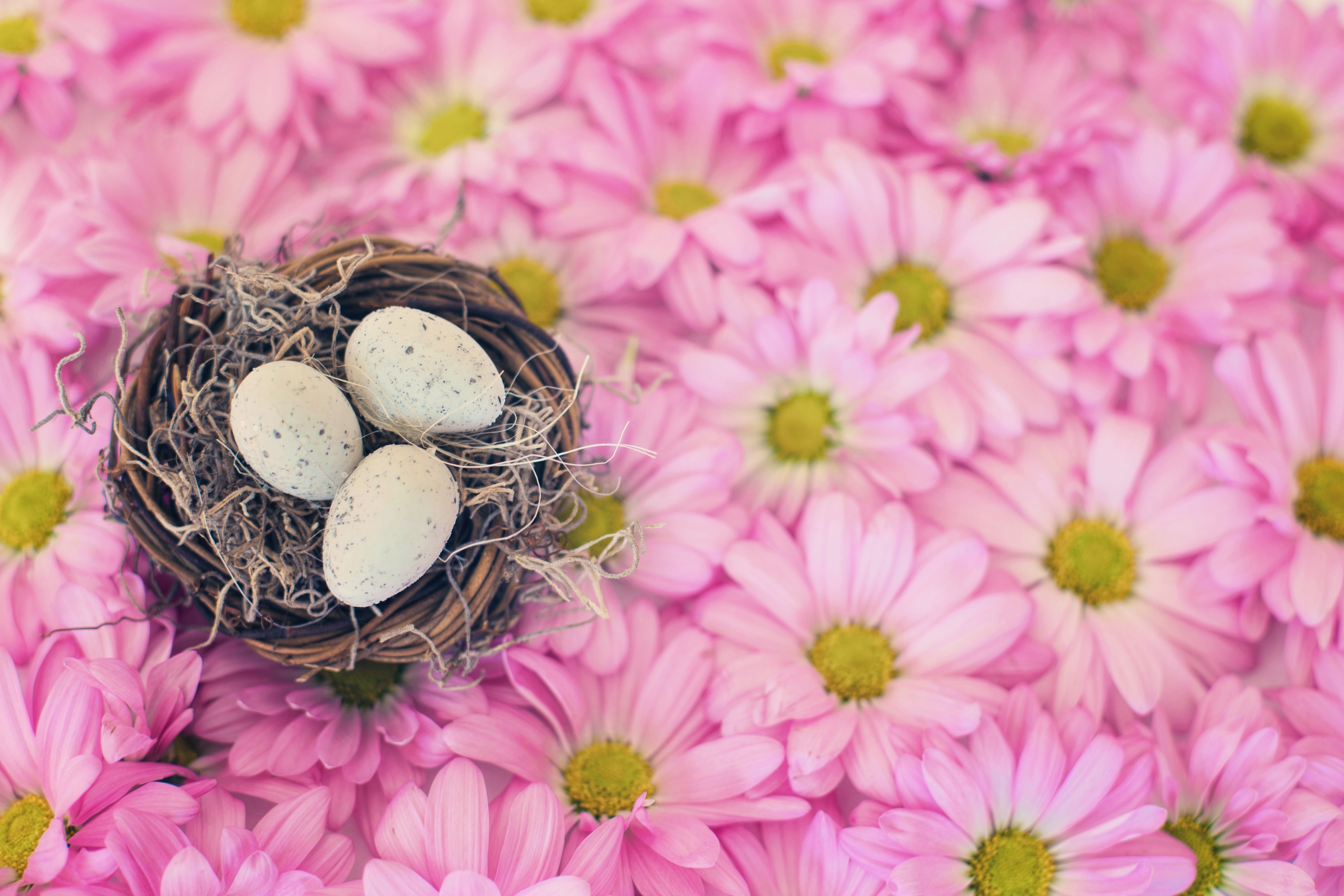Birds Nest Bird Eggs in Pink Daisies free image download