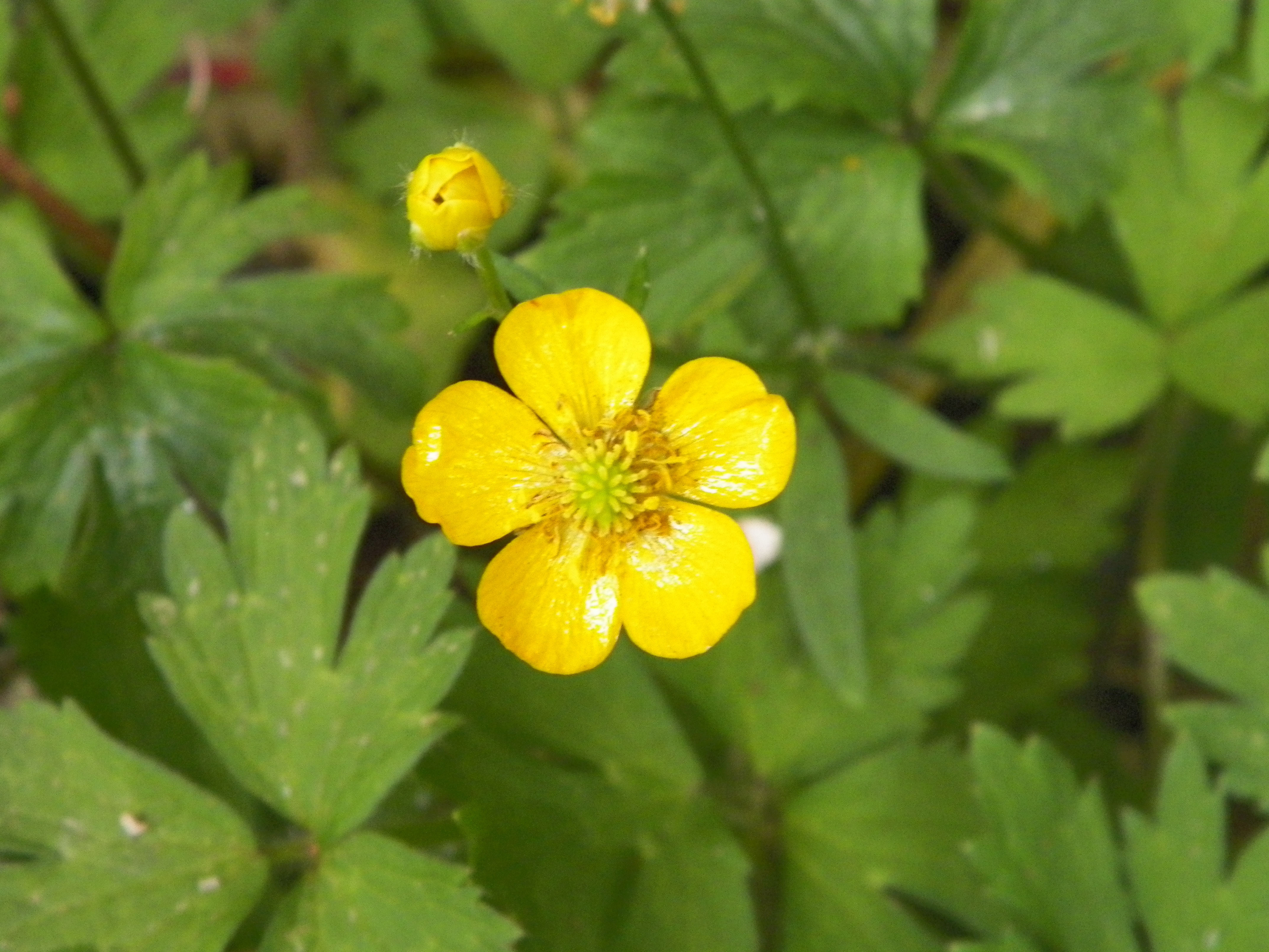 Yellow Flower Green free image download
