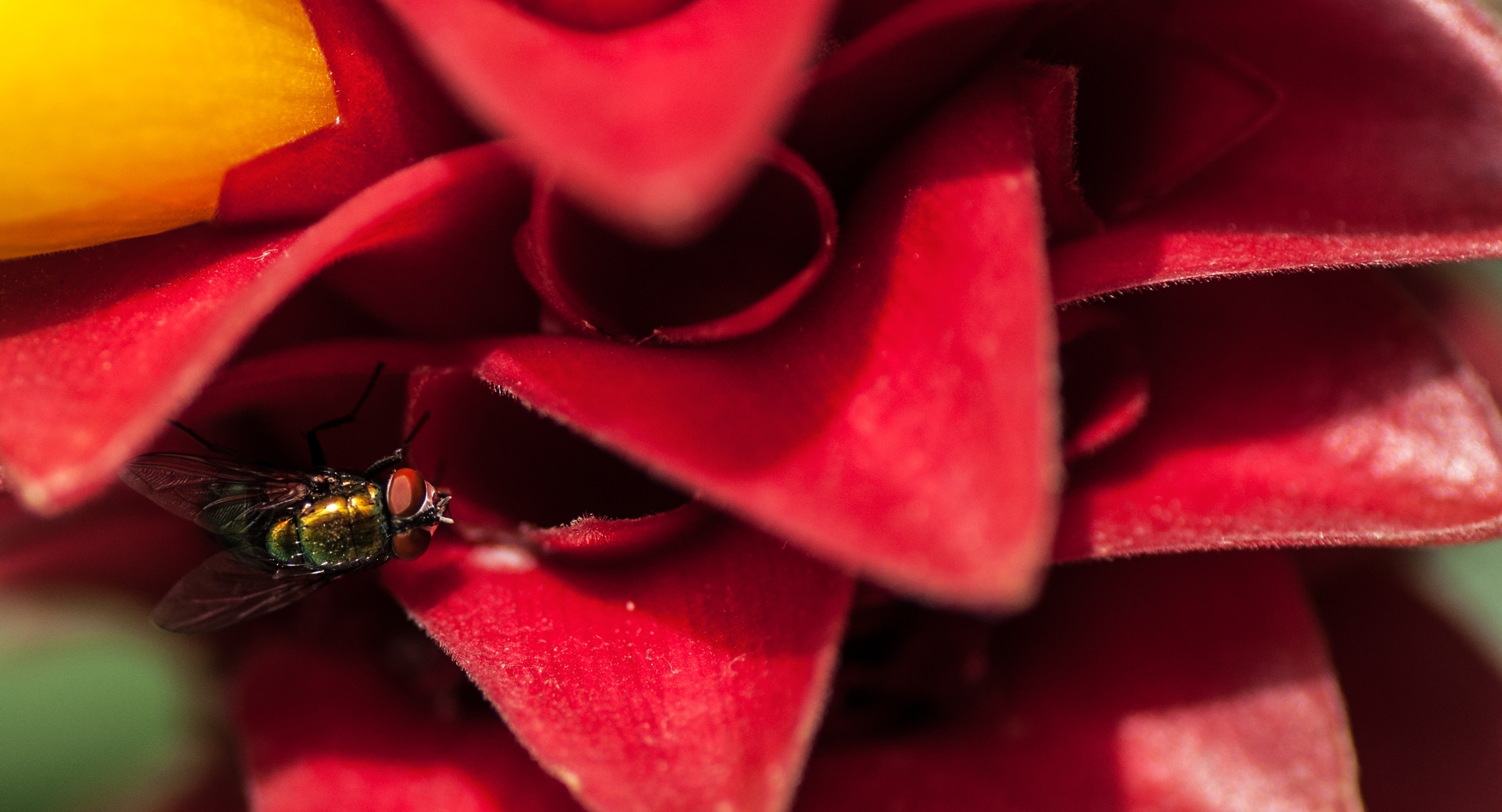 Tropical Flower free image download