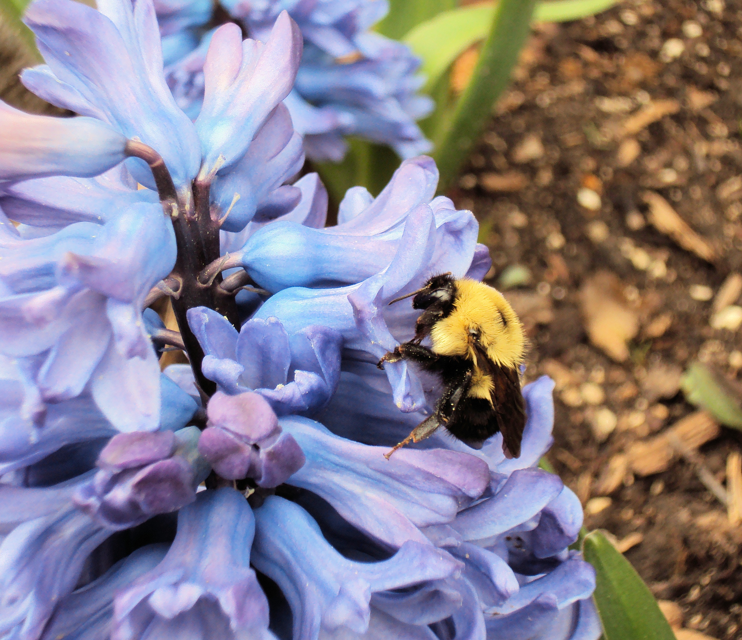 Bee Pollinate blue flowers free image download