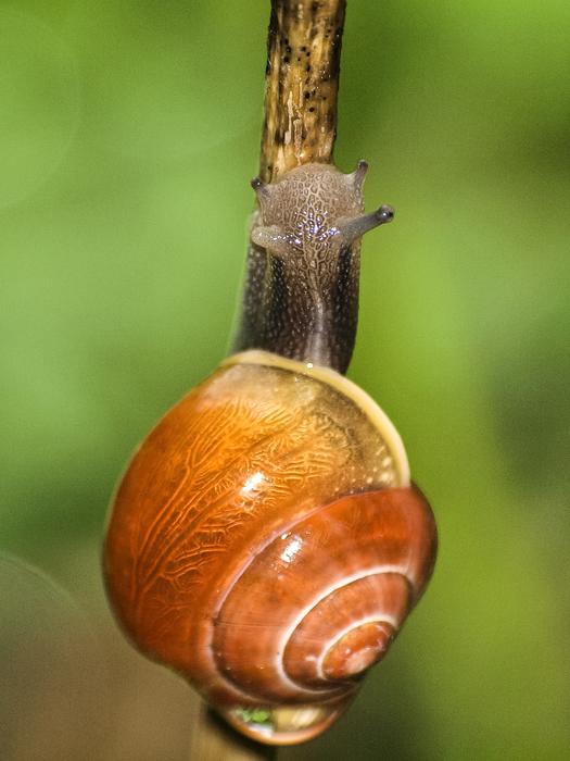 Snail Tape Worm Reptile free image download