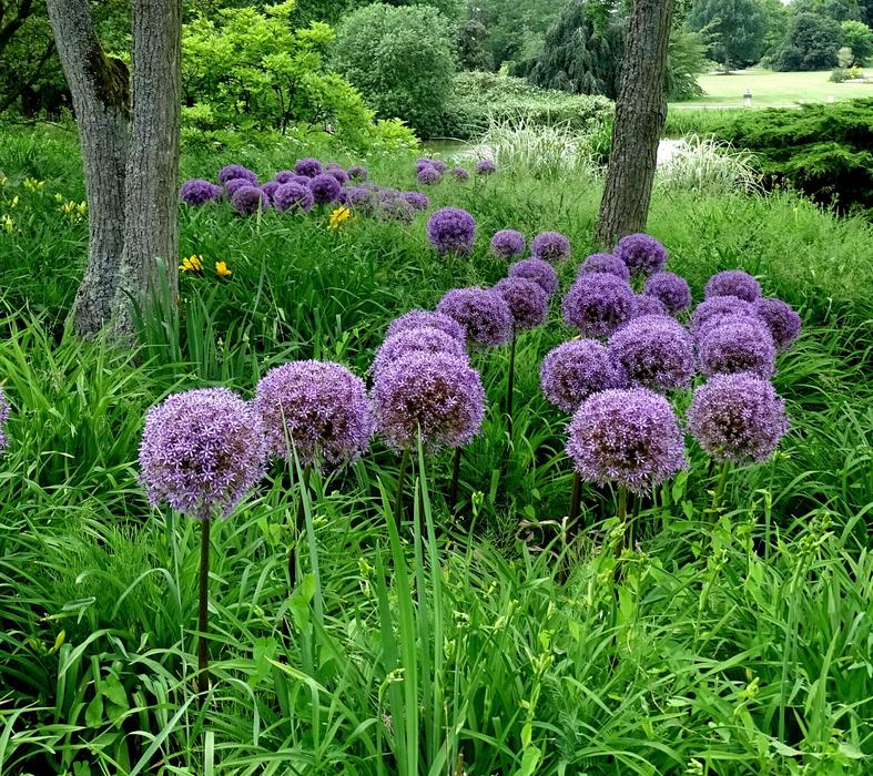 Flowers Allium Ball free image download