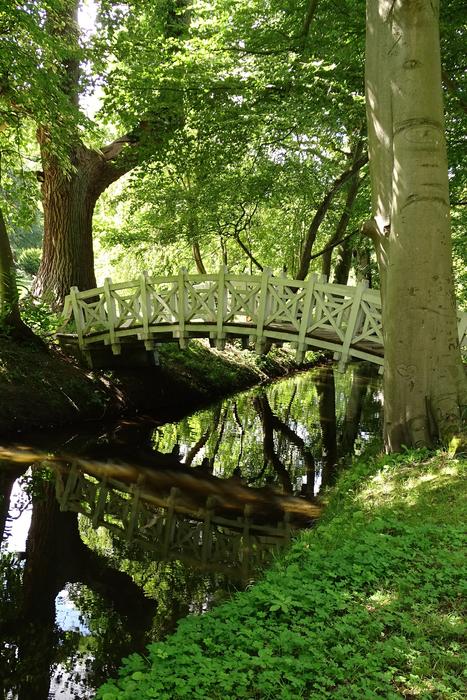 Bridge Forest Nature free image download