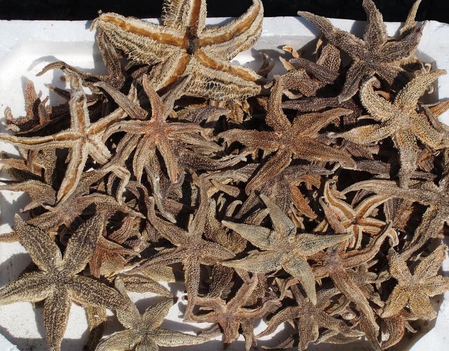 Useful dried sea stars free image download