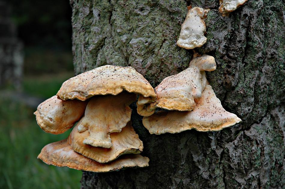 Fungus Growth Nature free image download