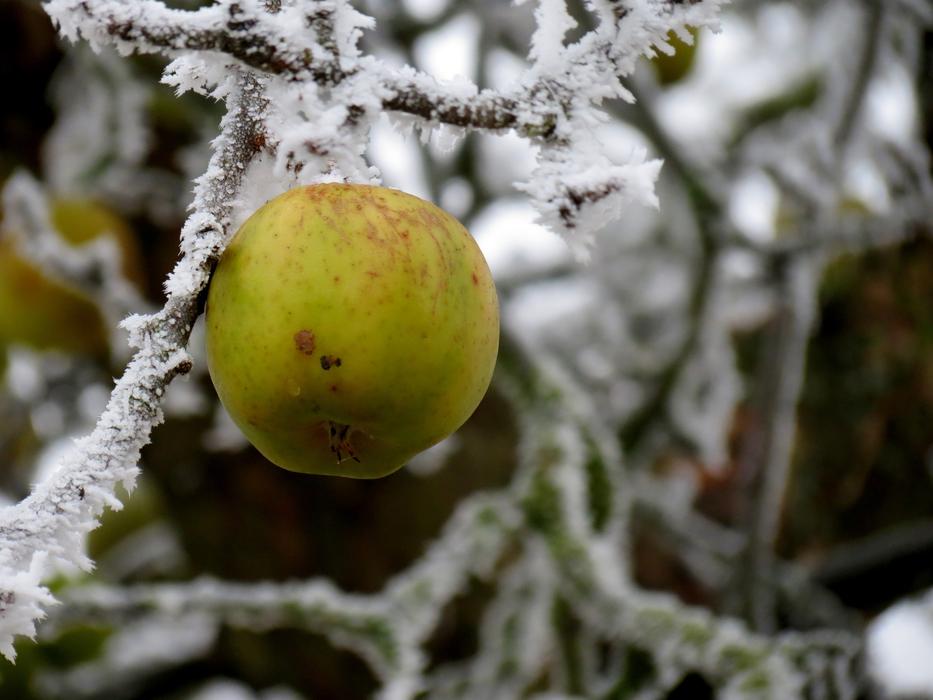 Apple Winter Ripe free image download