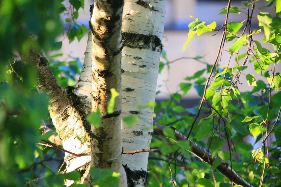 Birch Trees Closeup view free image download