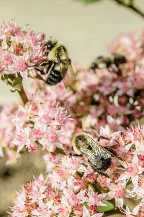 Bees Plants Wild free image download