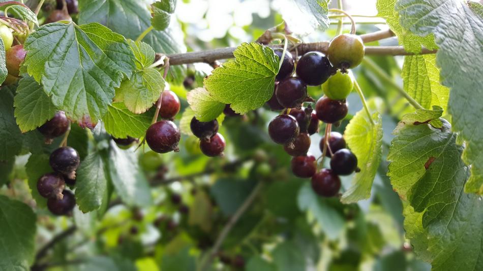 Currant Plant Food free image download
