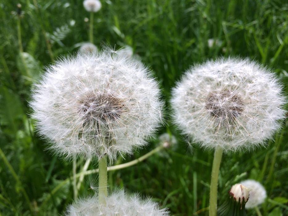 Dandelion Dandelions Nature free image download