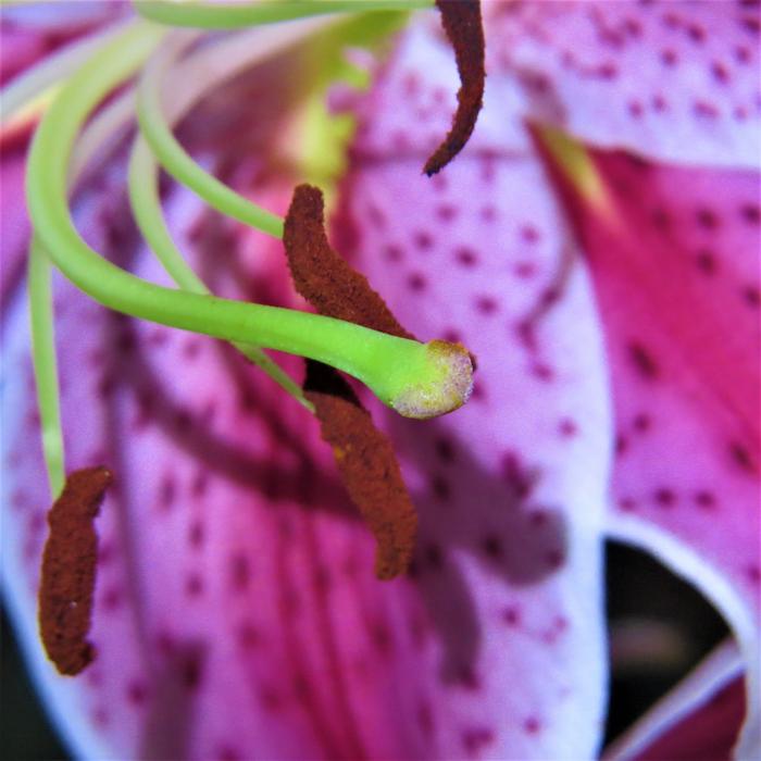 Macro Purple And Pink Lilly Nature free image download