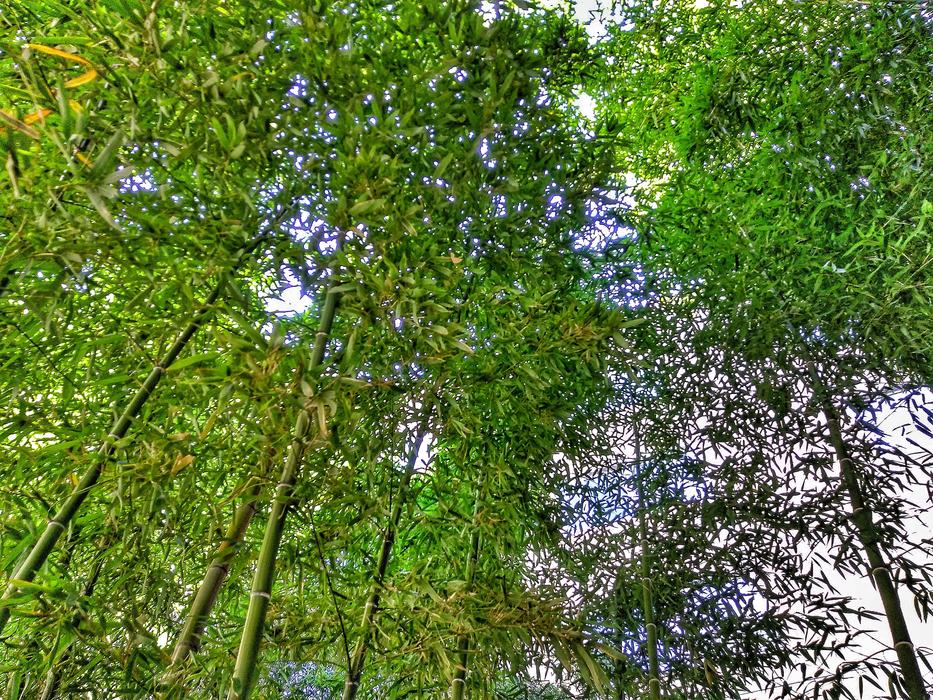 Bamboo Nature Tree free image download