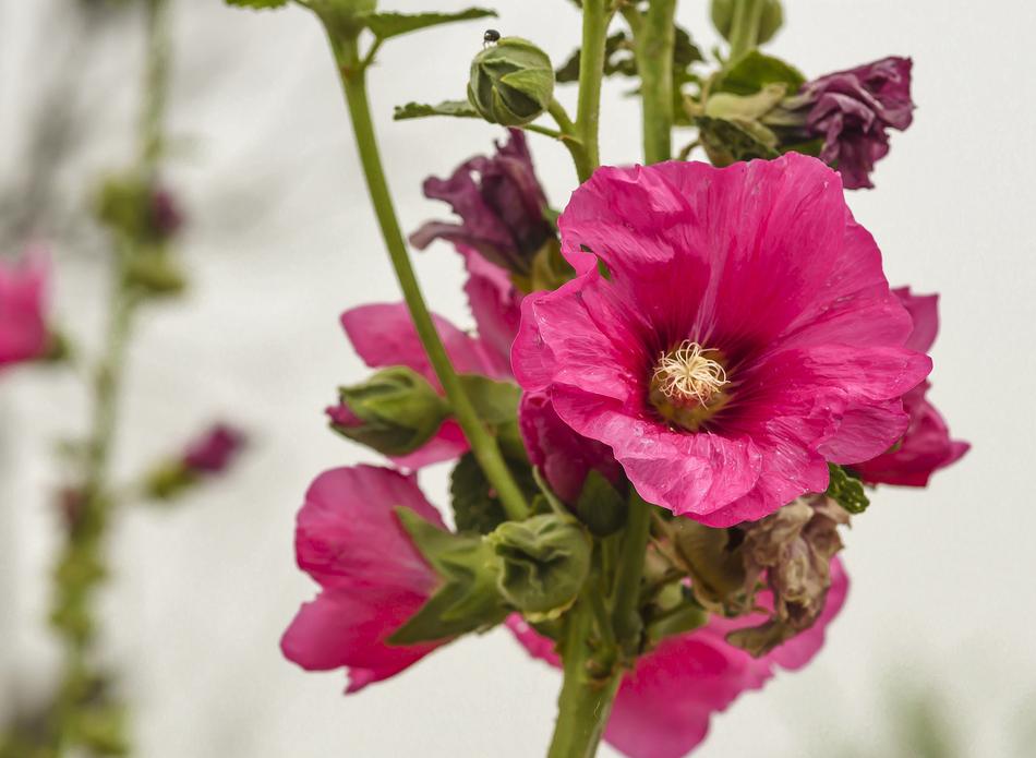 Flower Malva Closeup free image download