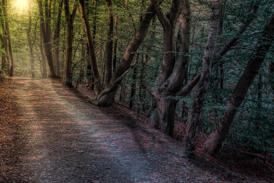 Forest Path Nature Landscape free image download