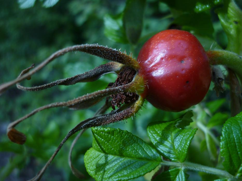 Rose Hip Roses-Shrub Nature Dark free image download