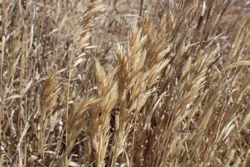 Wheat Country Hay free image download