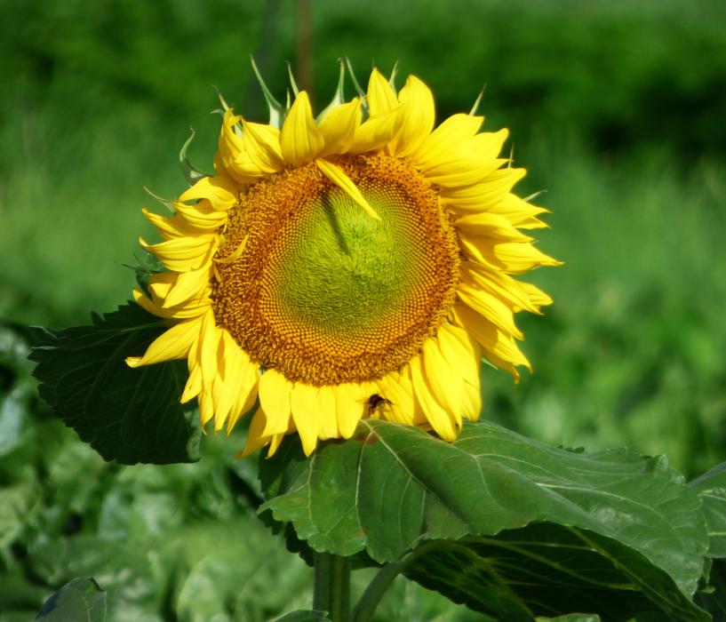 Flower Sun Nature free image download