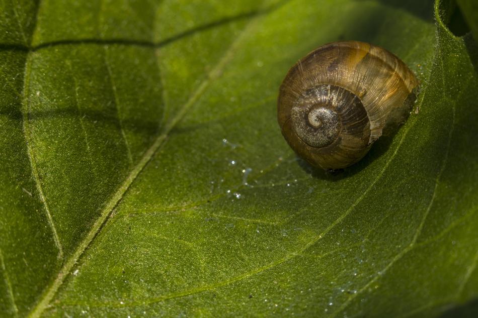 Snail on Green Sheet free image download