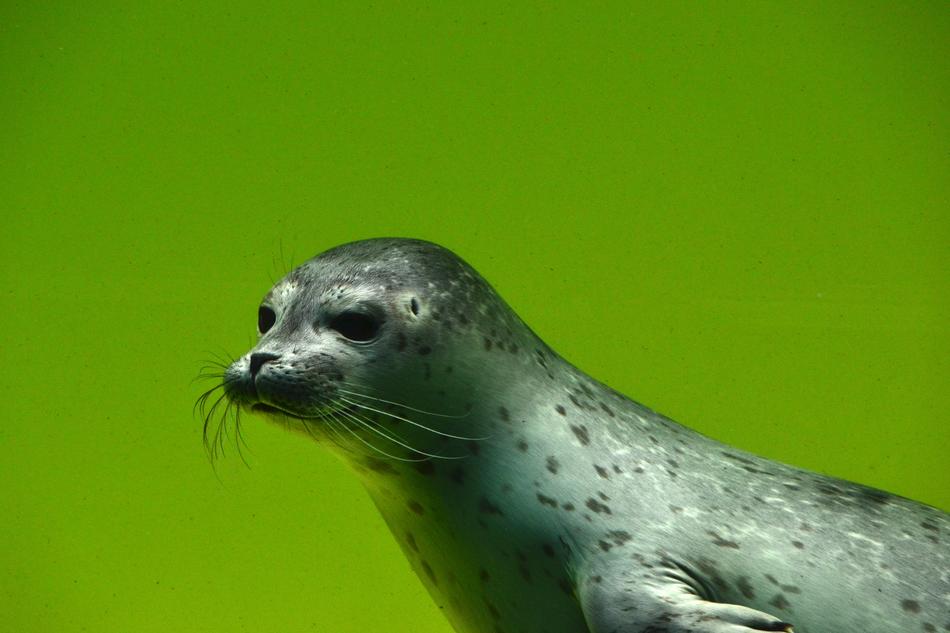 Seal Animals Nature National free image download