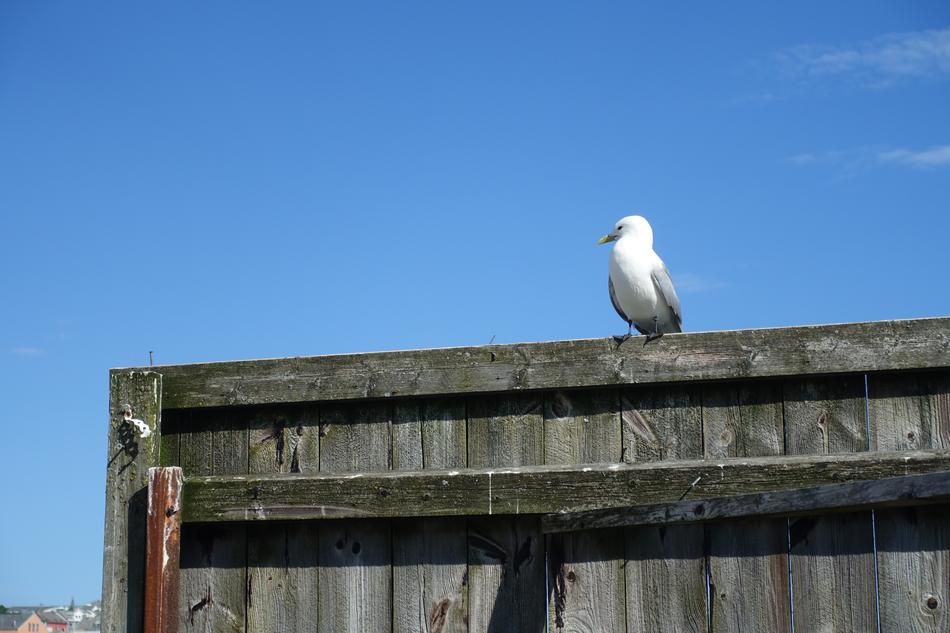 Seagull Coast Harbor free image download