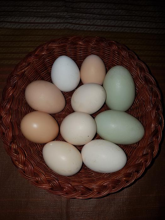 Eggs Nature Natural free image download