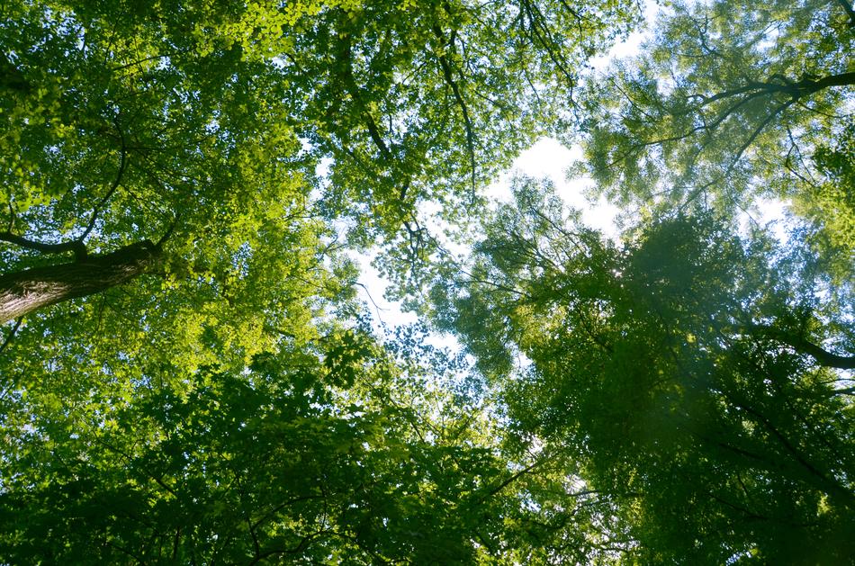 Trees Branches top View free image download