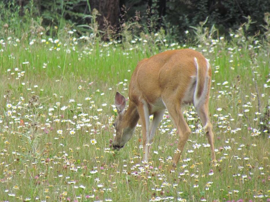 Deer Biche Wild Animal free image download