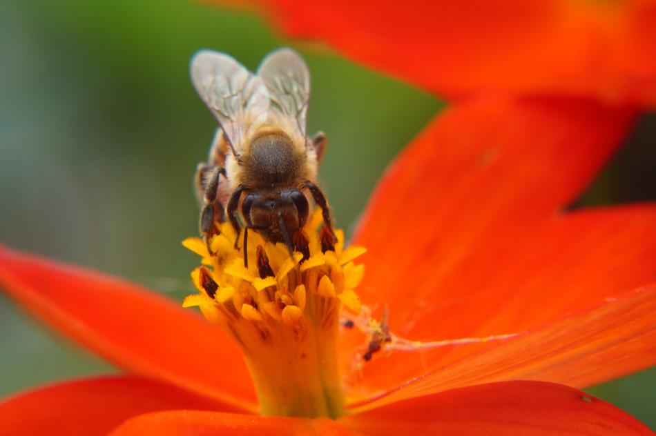Bee Pollination Flower free image download