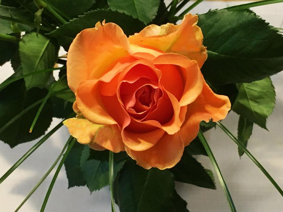 Blossom Bloom Rose free image download
