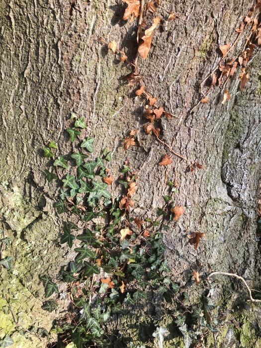 Log Old Tree Gnarled free image download