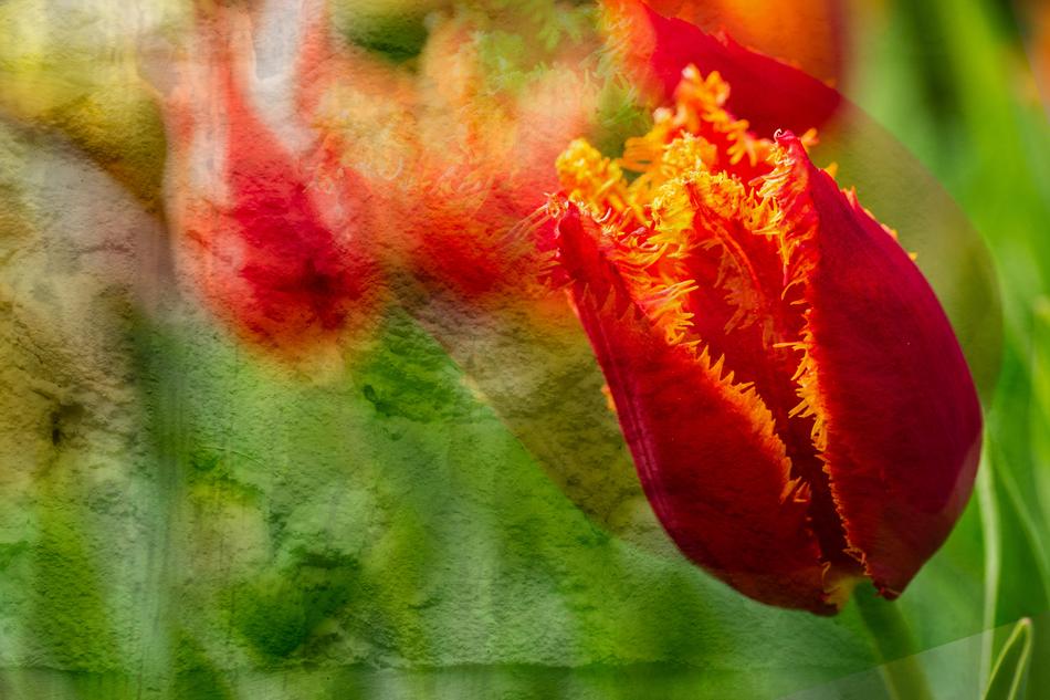 Bed bloom flower decoration color free image download