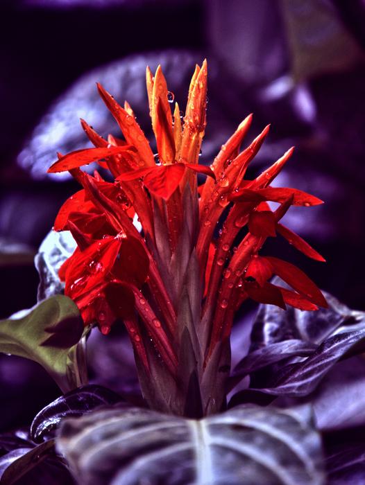 Red and violet Flower Plant free image download