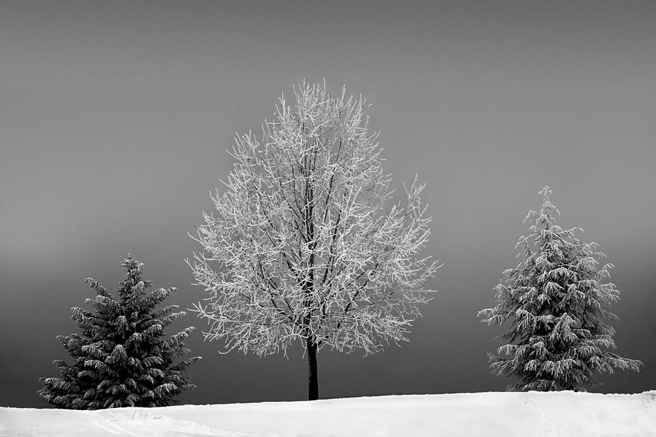 Trees Winter Cold free image download