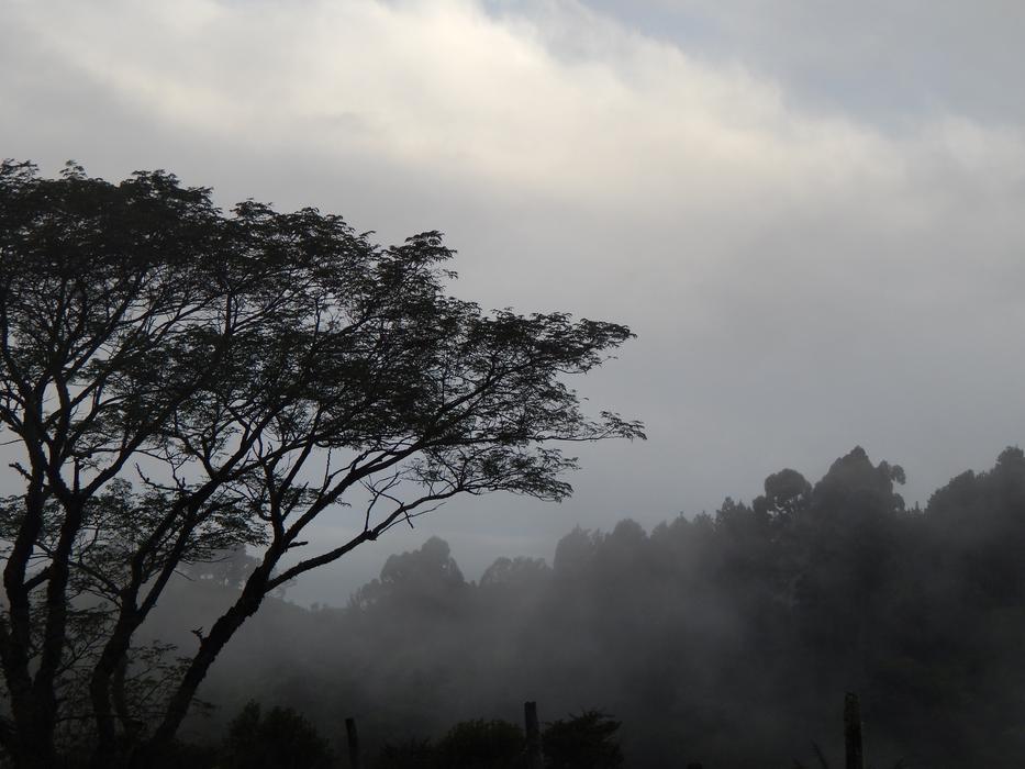 Mountain Tree Fog free image download