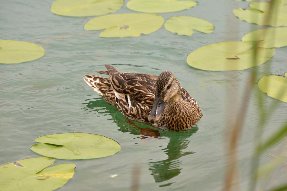 Duck Lily Pad Water free image download