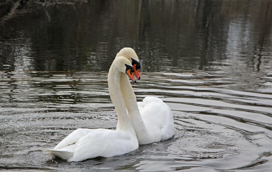 Spring Swans Nature free image download