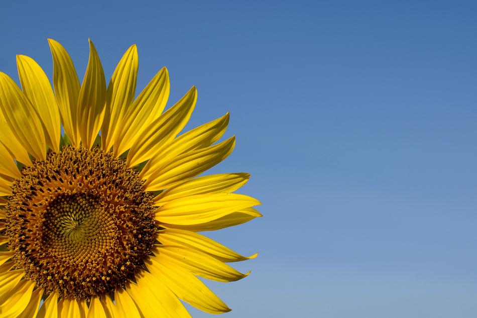 Flower Flowers Garden free image download