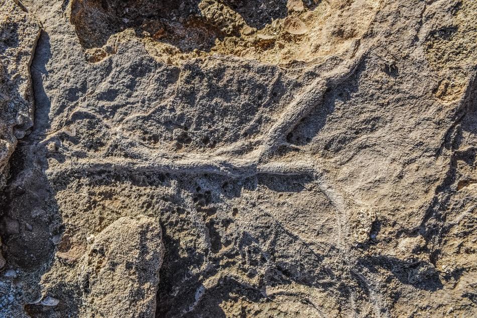 Petrification Fossil Roots free image download