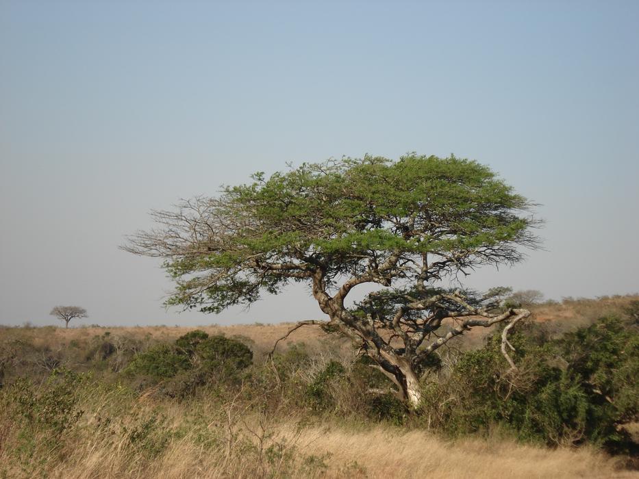 Tree Nature Africa free image download