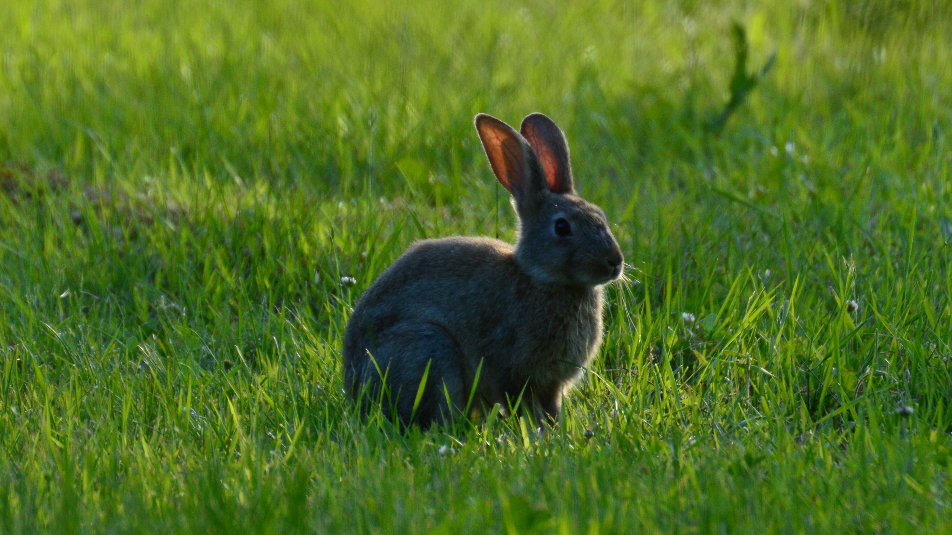 Hare green grass view free image download
