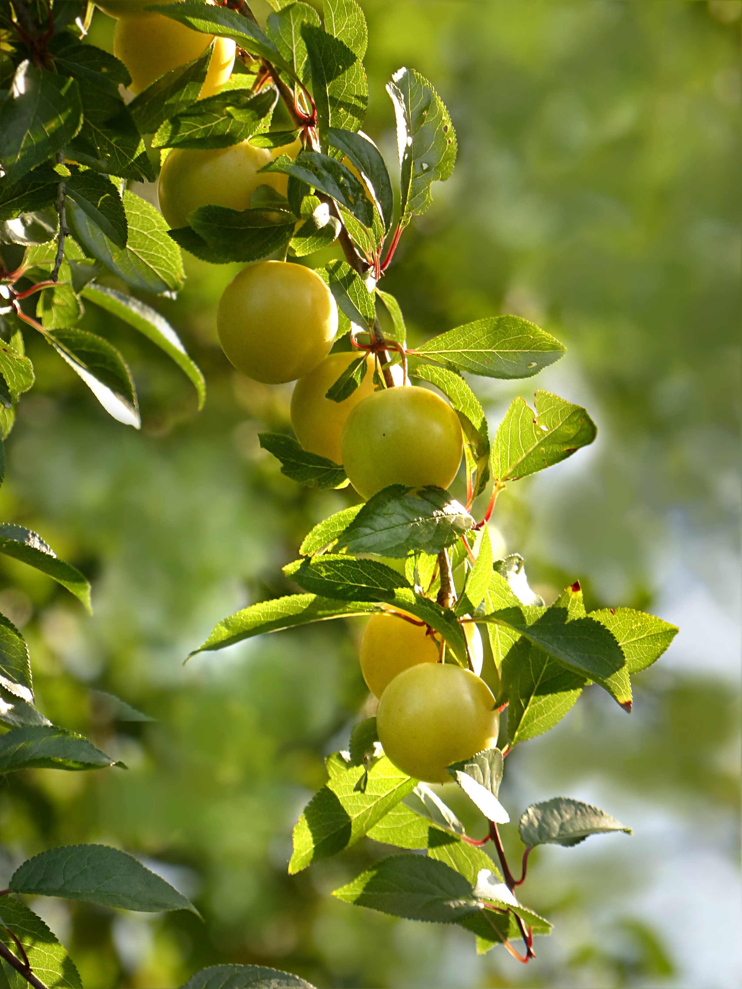 Plant Fruit Tree Mirabelle Prunus free image download