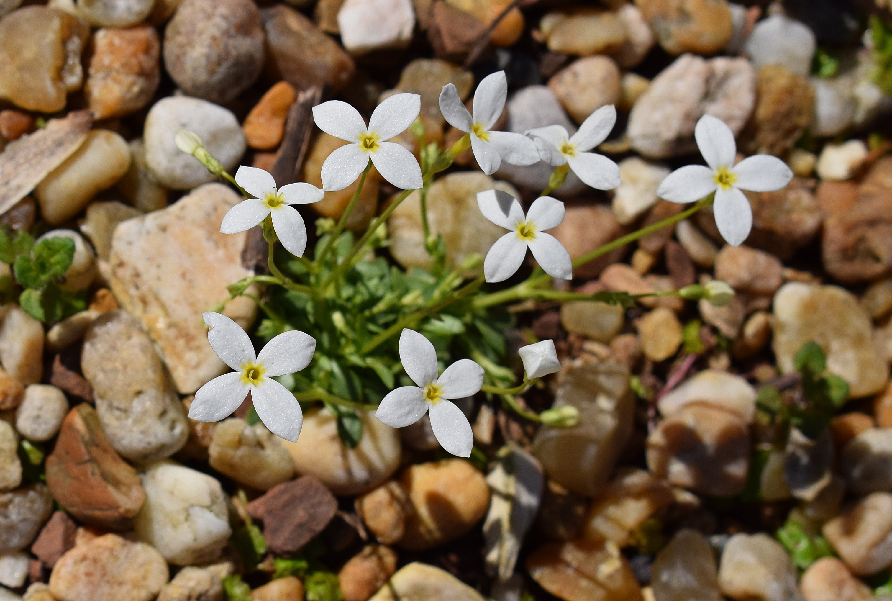 White Bluet Spring free image download