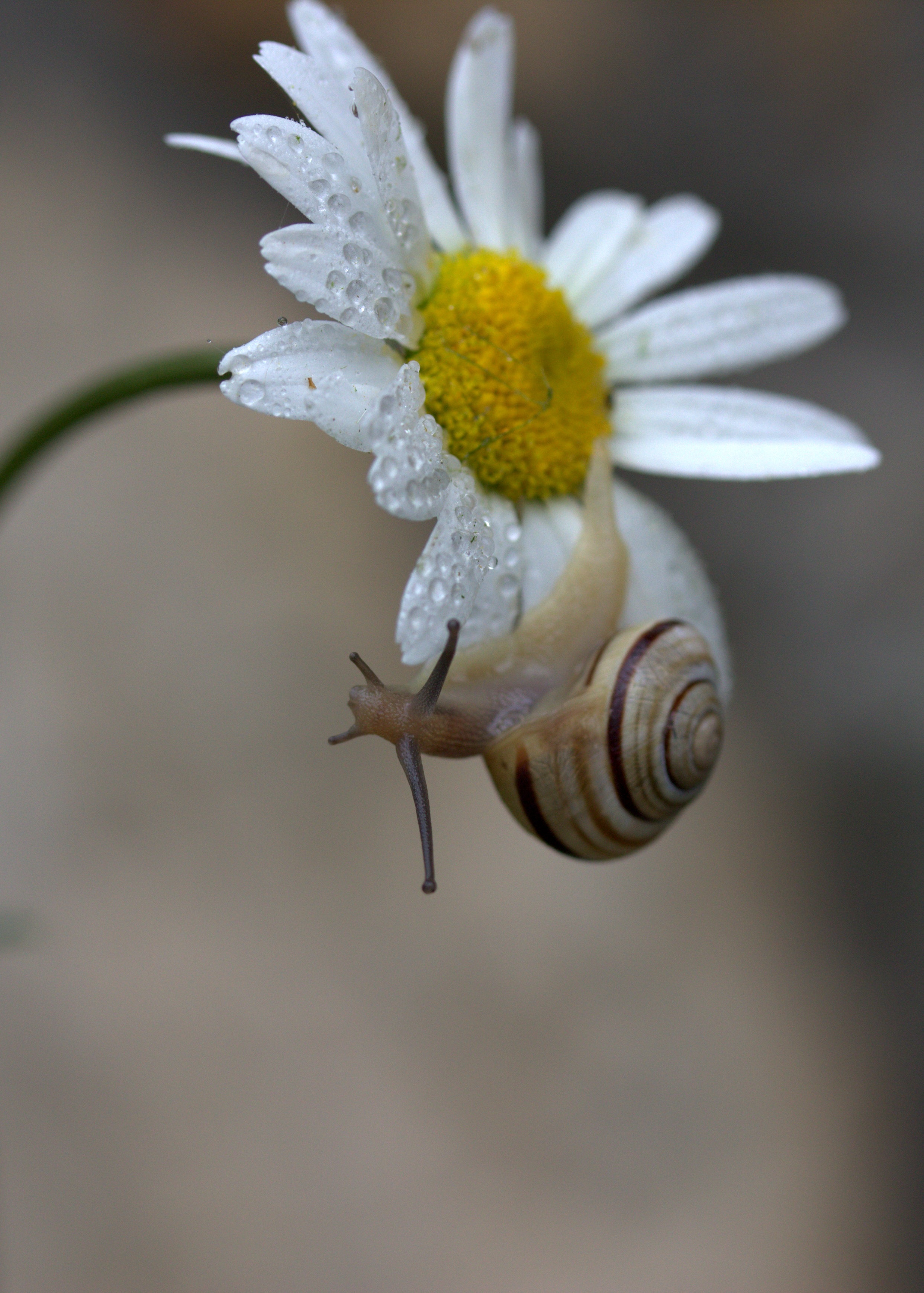 Snail Daisy Petals free image download