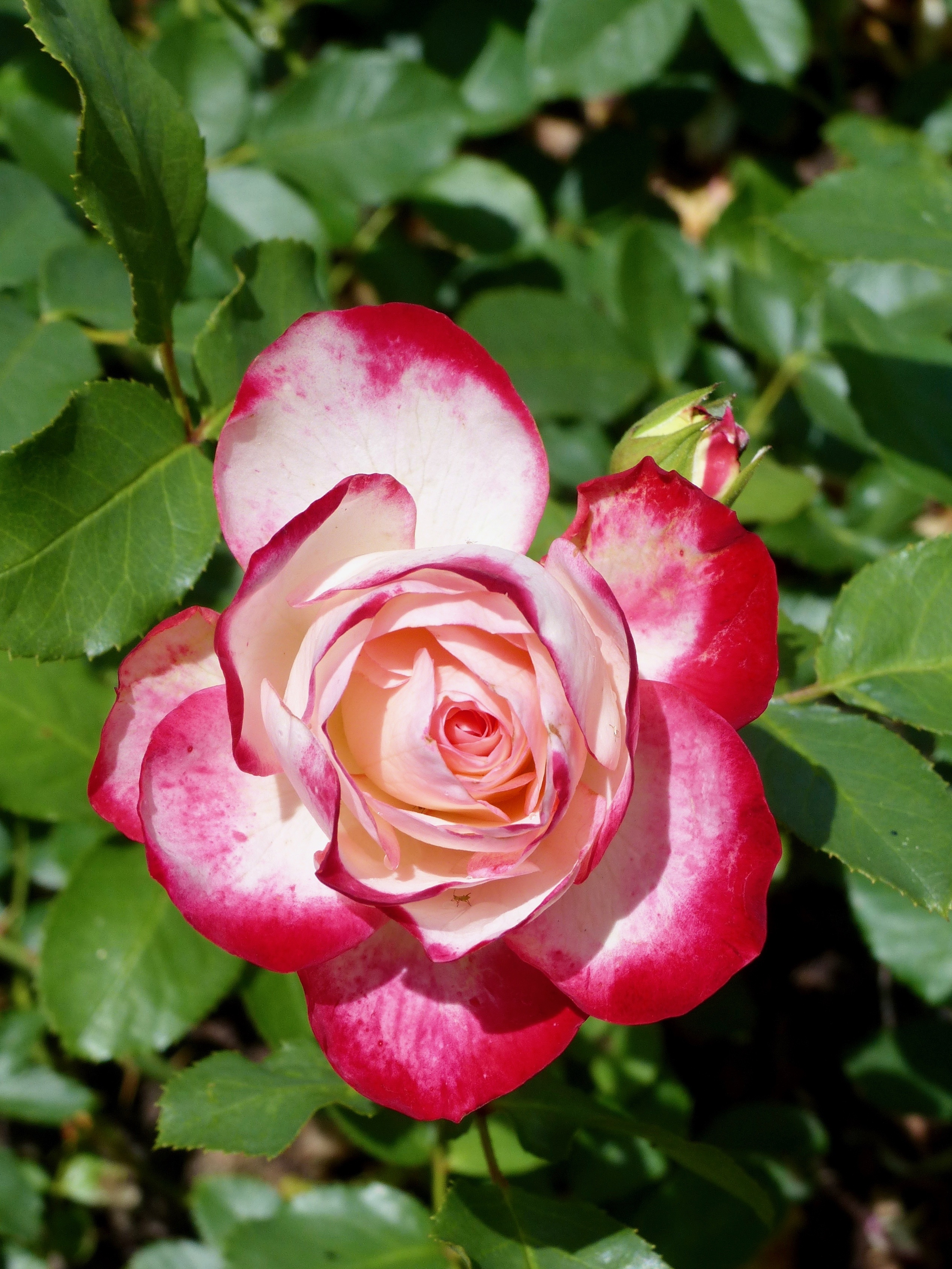Rose Flower free image download