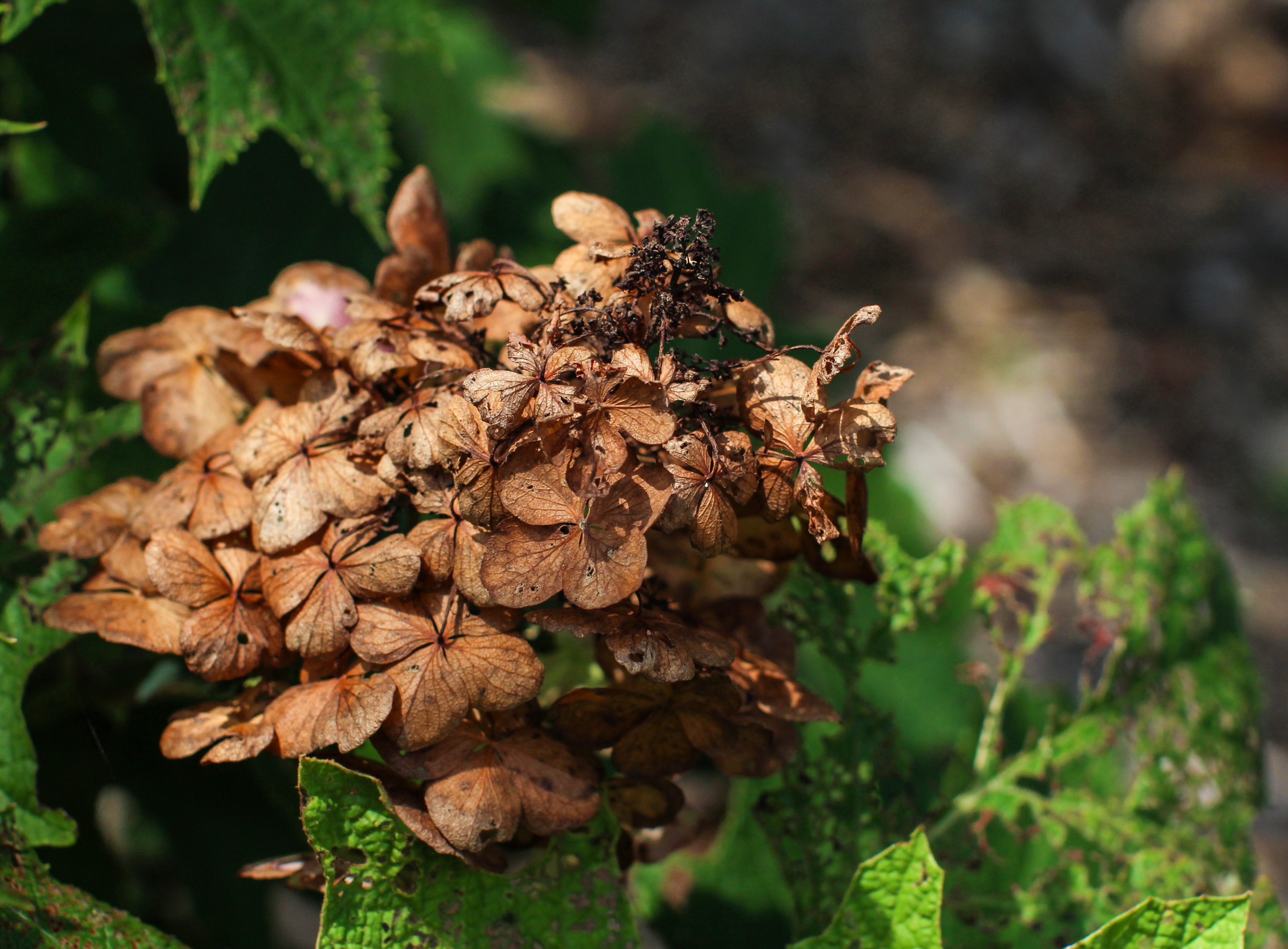 Flower Dying Nature free image download