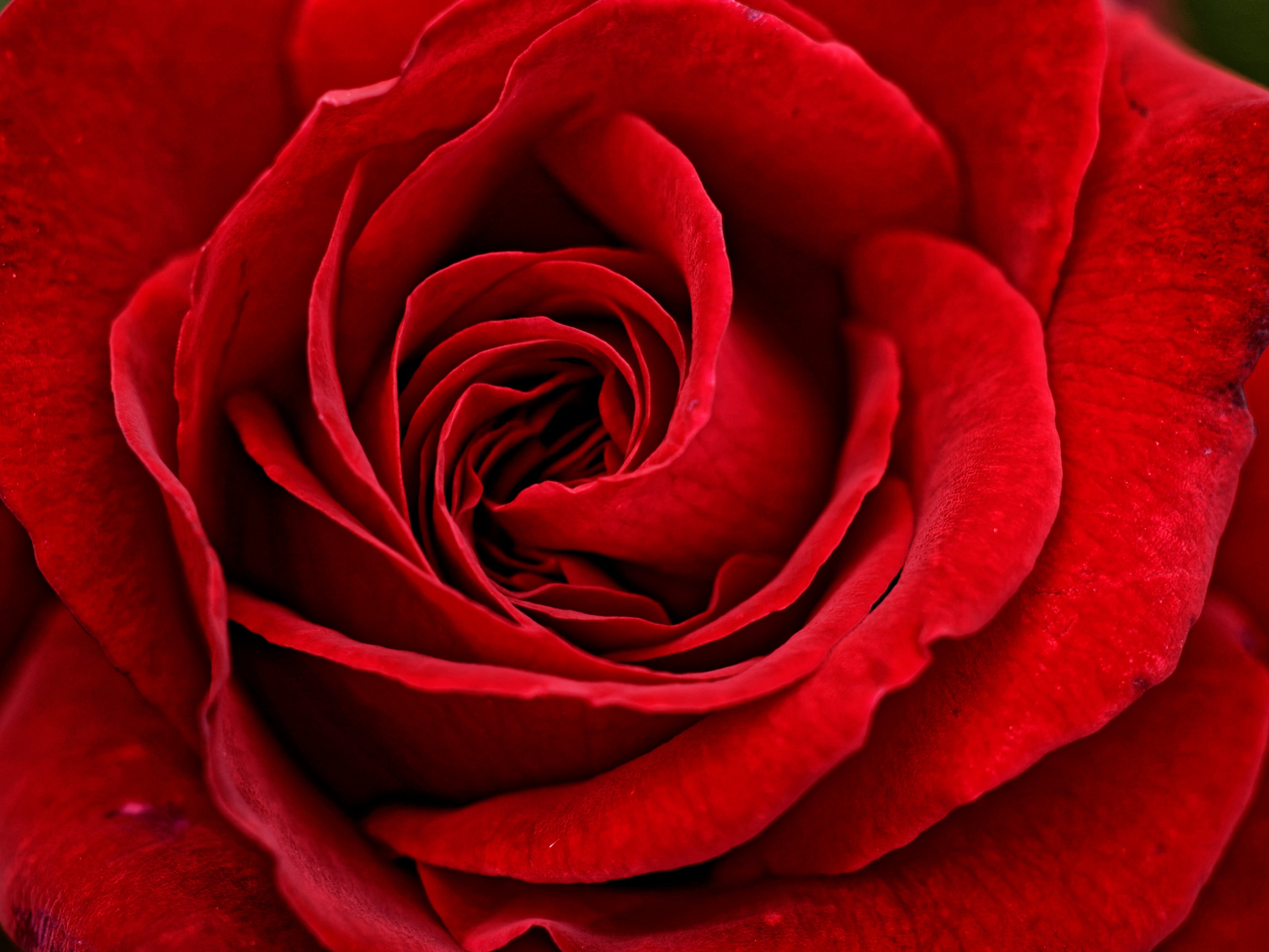 Red Rose Flower Close free image download