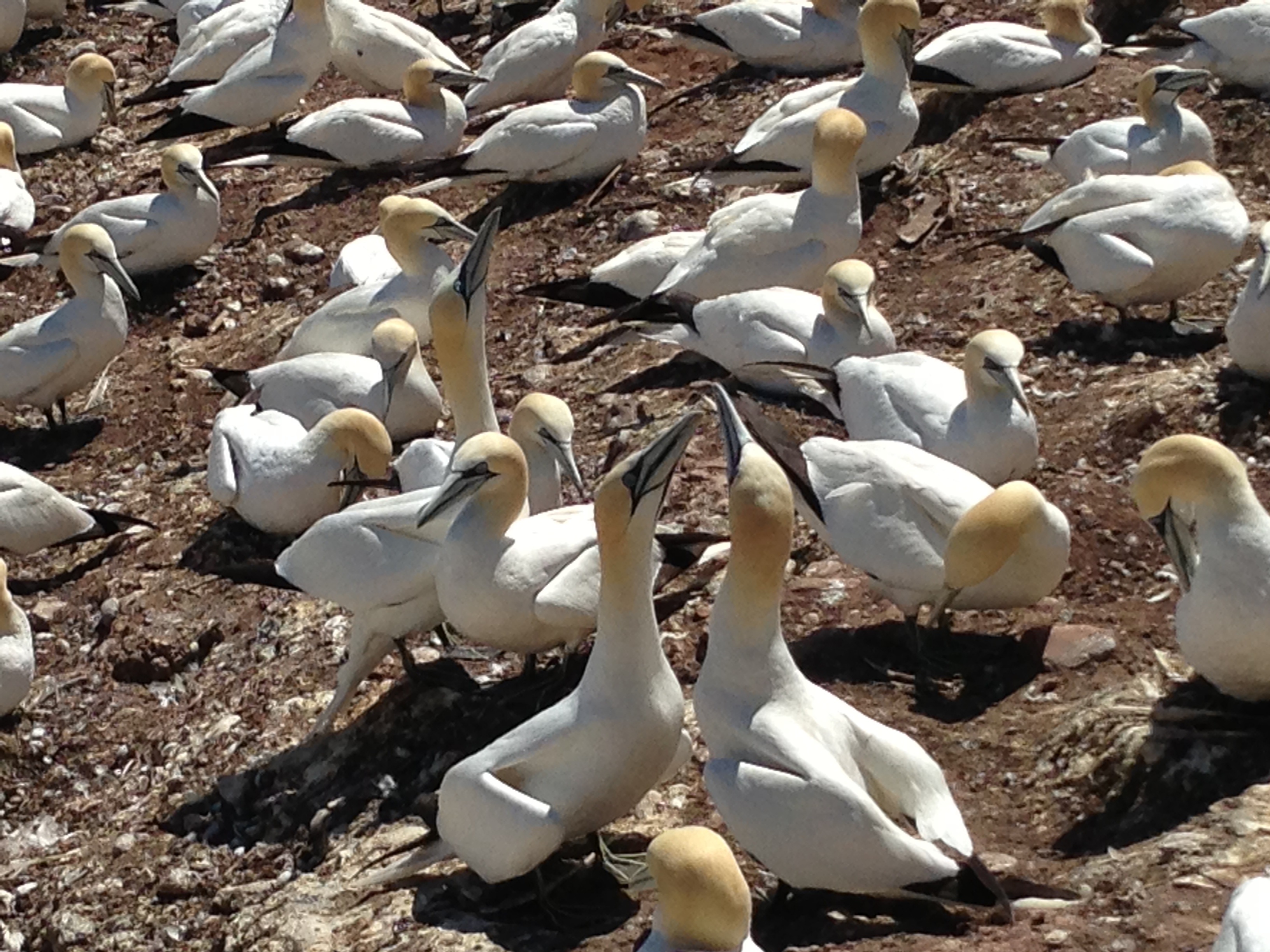 Flock of gannets on beach, wild Birds, canada, Quebec, Bonaventure ...