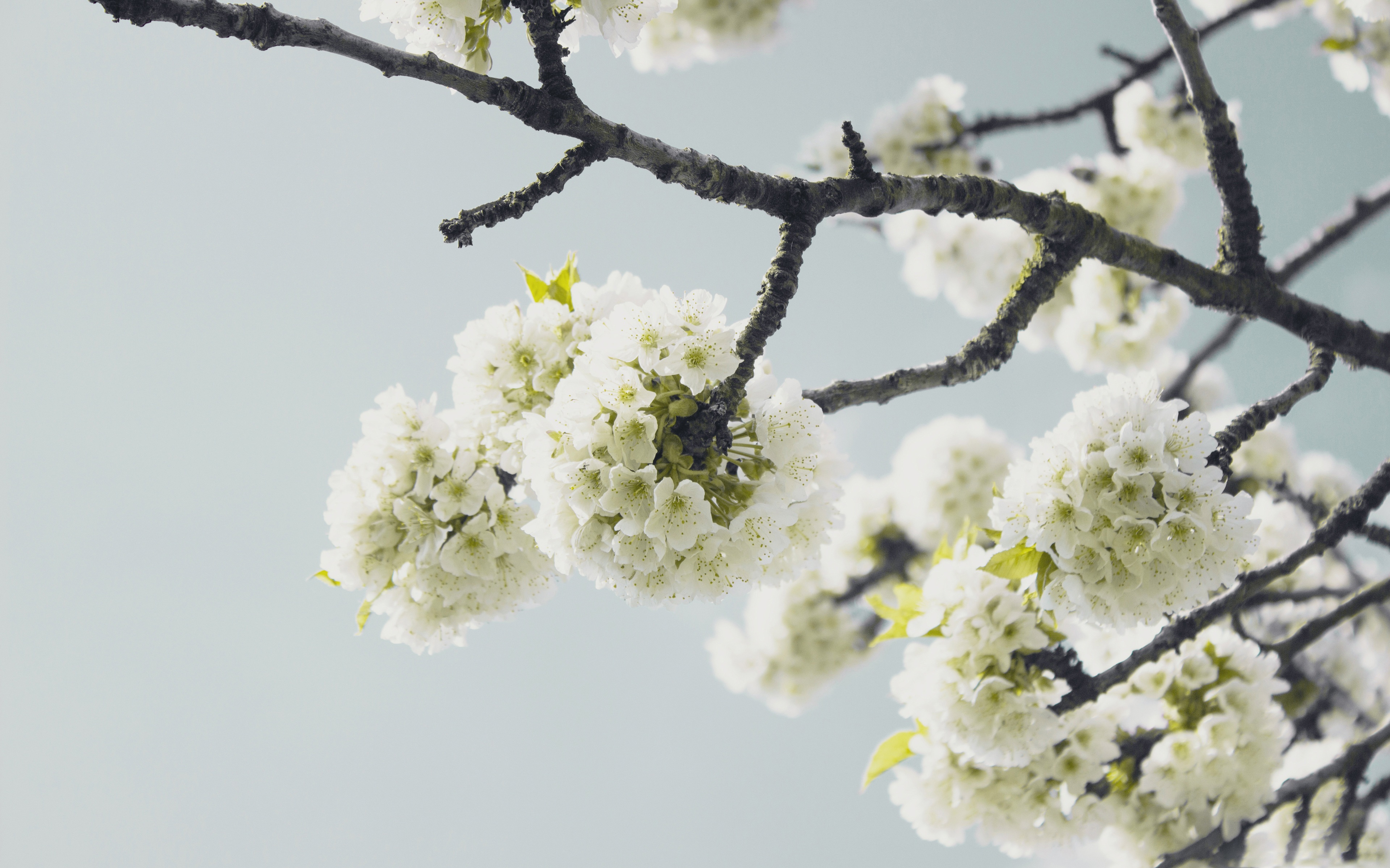 White Flower Bloom free image download