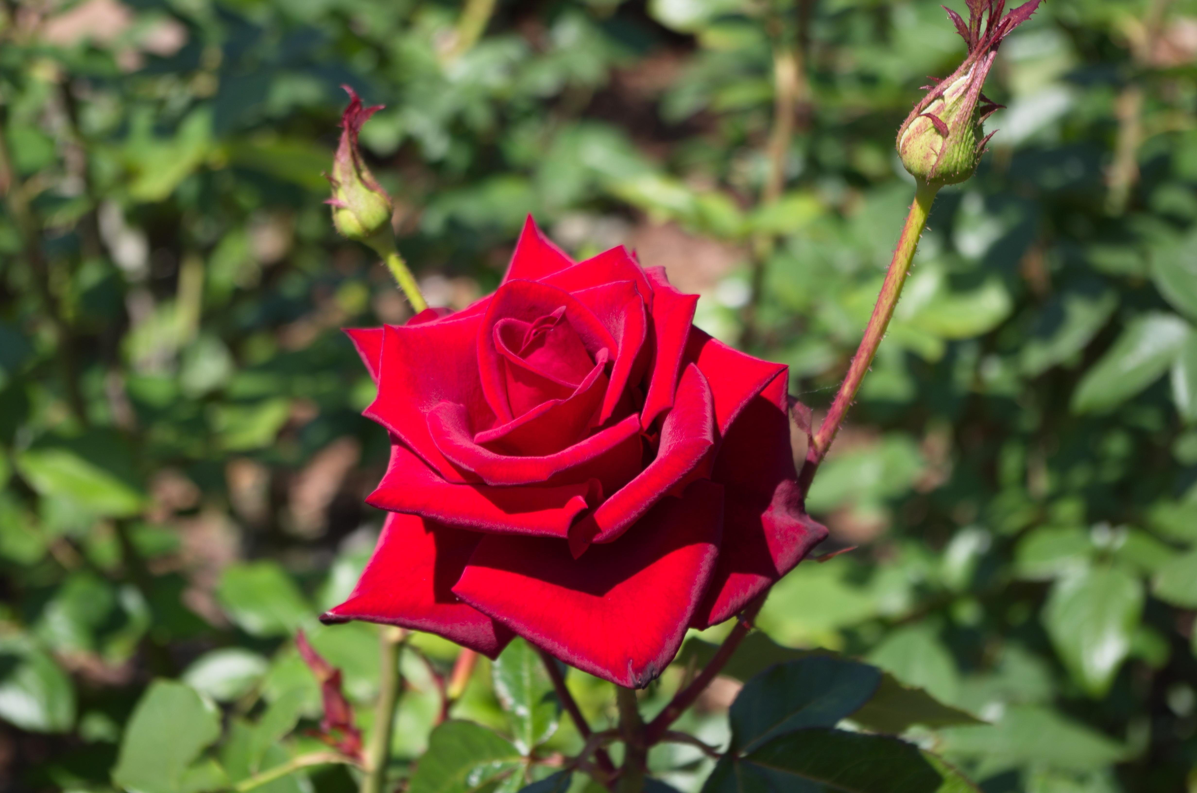 Rose Red Fl free image download